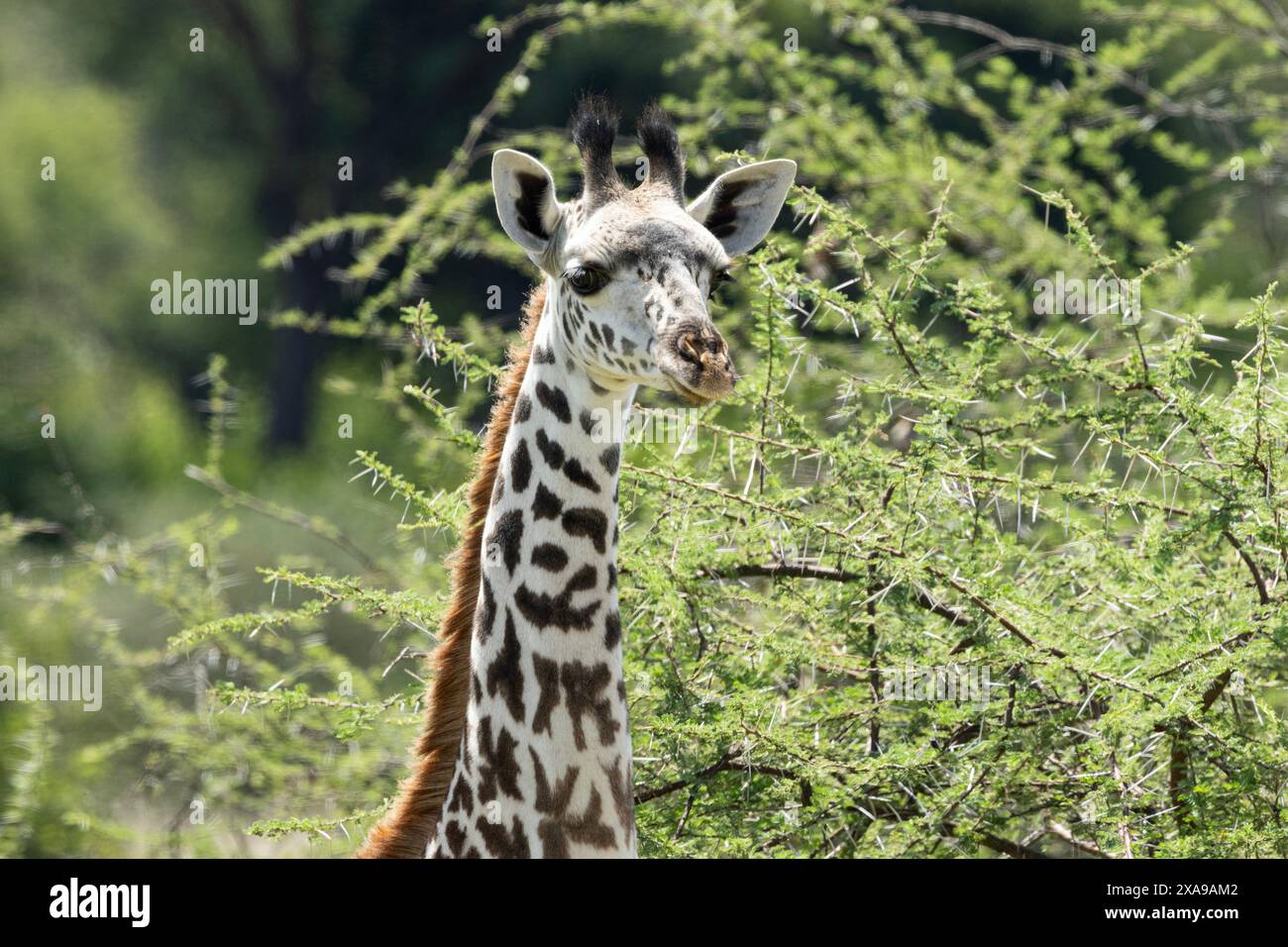 The body proportions of a young Giraffe is distinctly different from ...