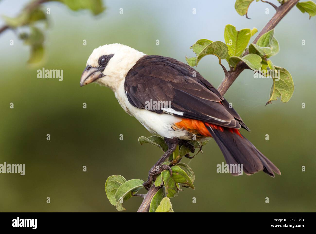 The White-headed Buffalo-Weaver builds distinctive large nests ...
