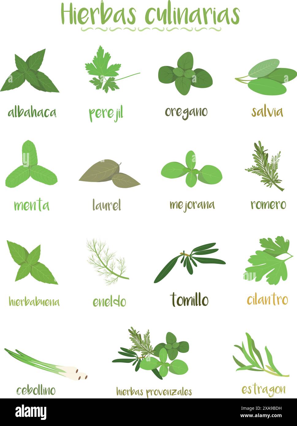 Set of 15 different culinary herbs in cartoon style. Spanish names ...