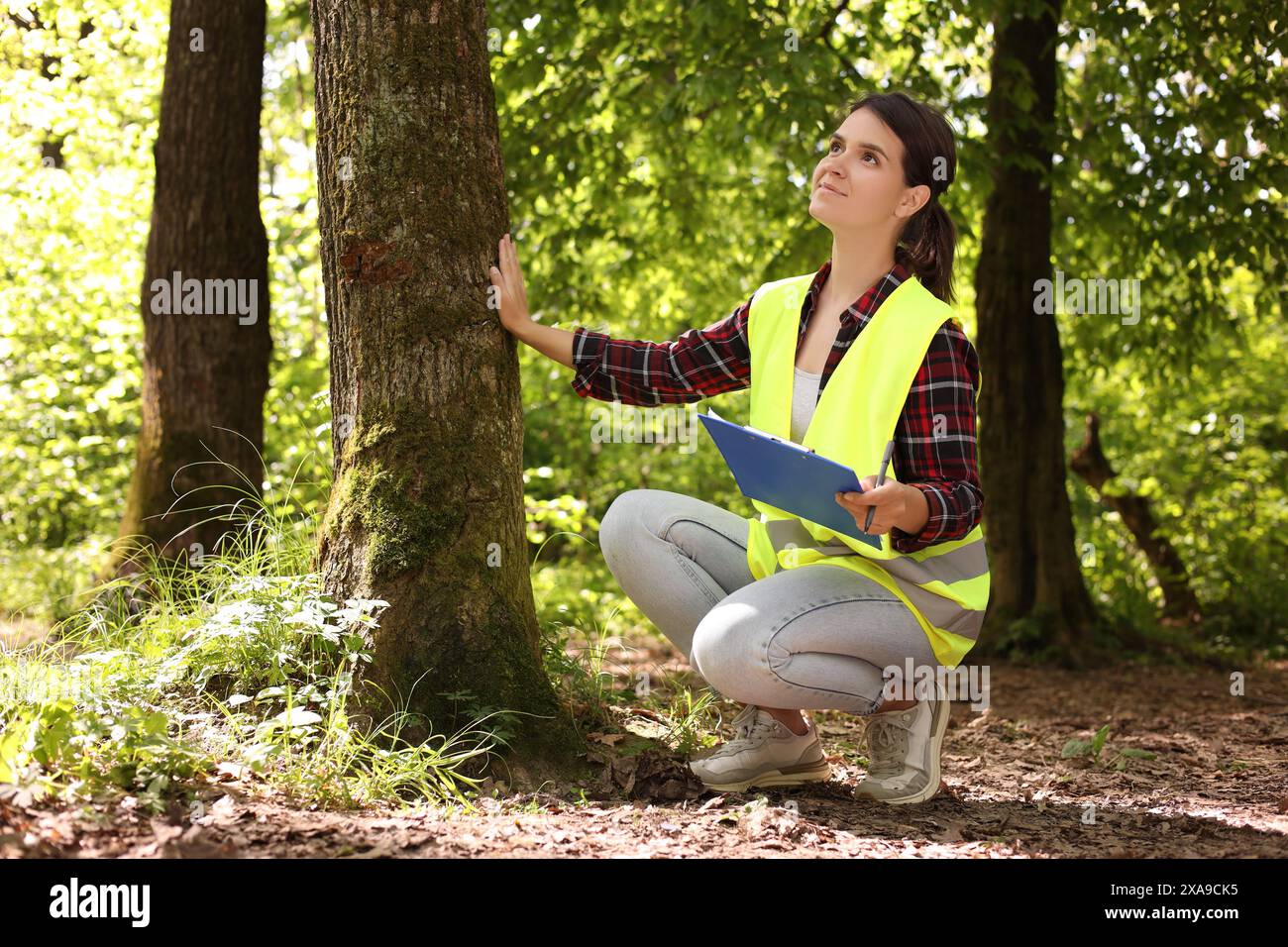 Forester with clipboard examining tree in forest Stock Photo - Alamy