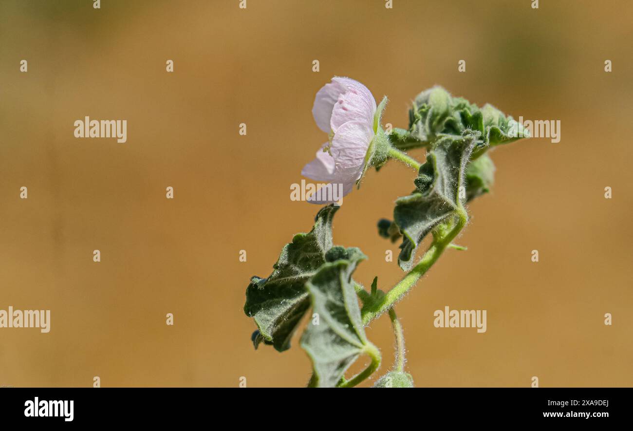 Malvella sherardiana L. Jaub. Spach is a plant that grows on its own in ...