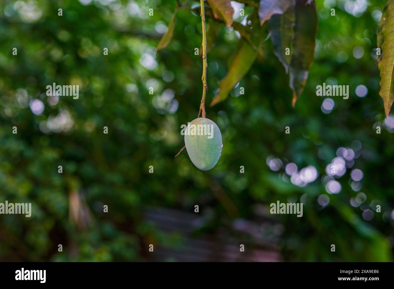 Green raw mango hanging on the tree Stock Photo - Alamy