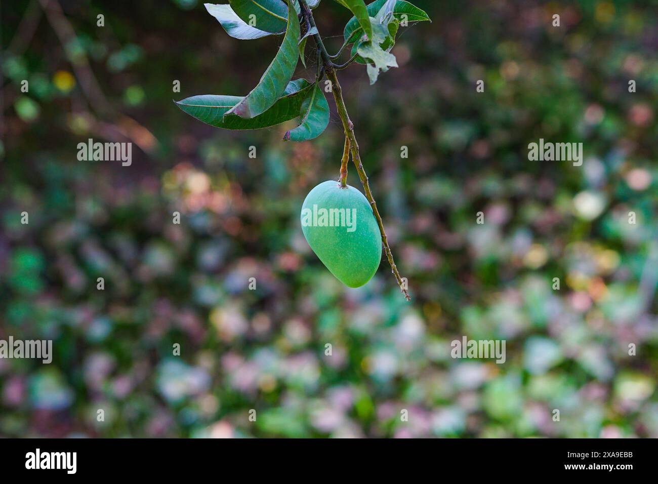 Mango hanging on a beautiful natural background Stock Photo - Alamy