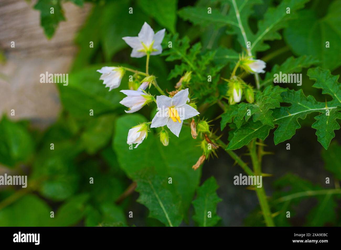 Solanum capsicoides hi-res stock photography and images - Alamy