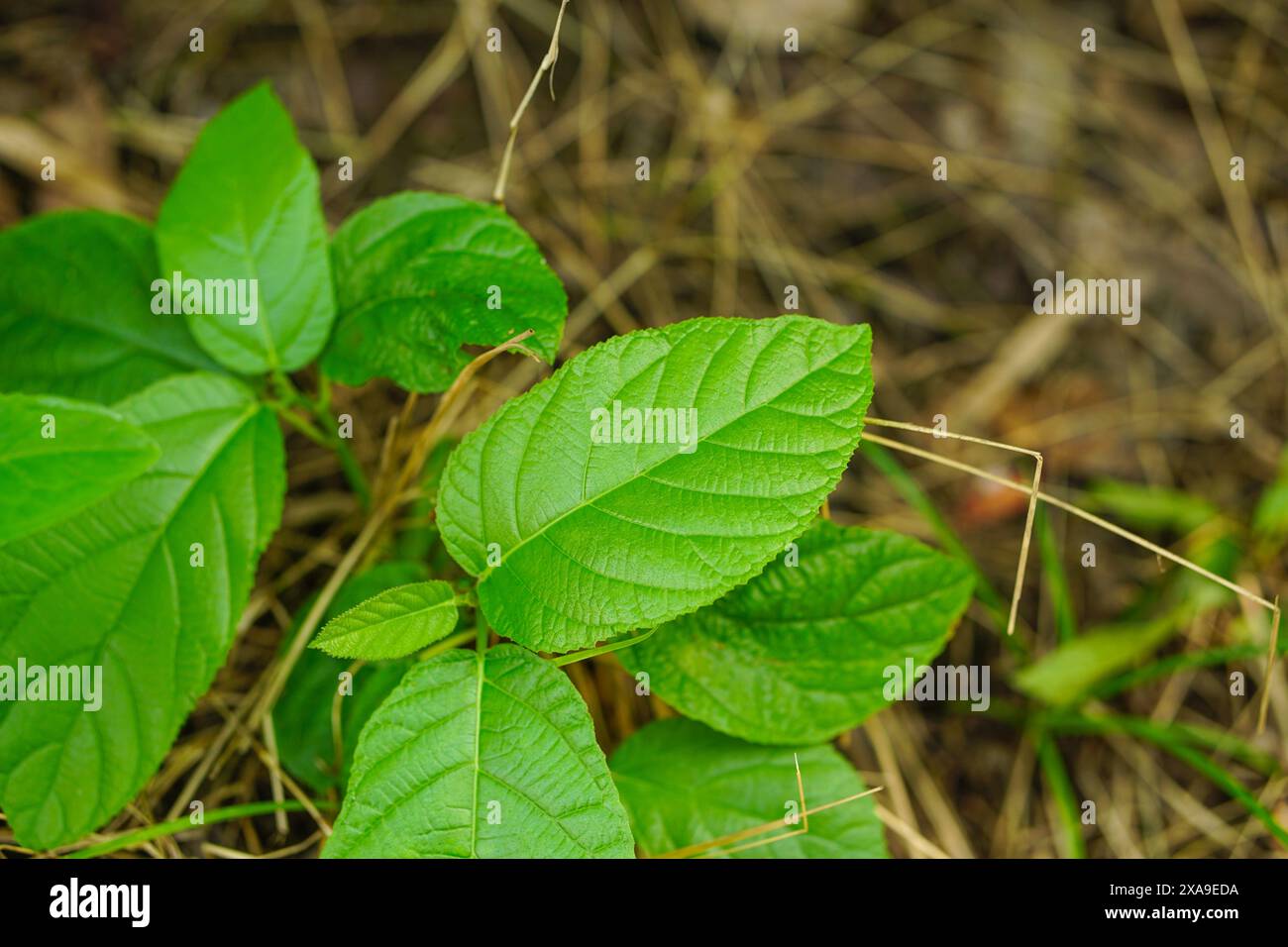 Ficus hispida or Opposite leaf fig leaves close up shot Stock Photo - Alamy
