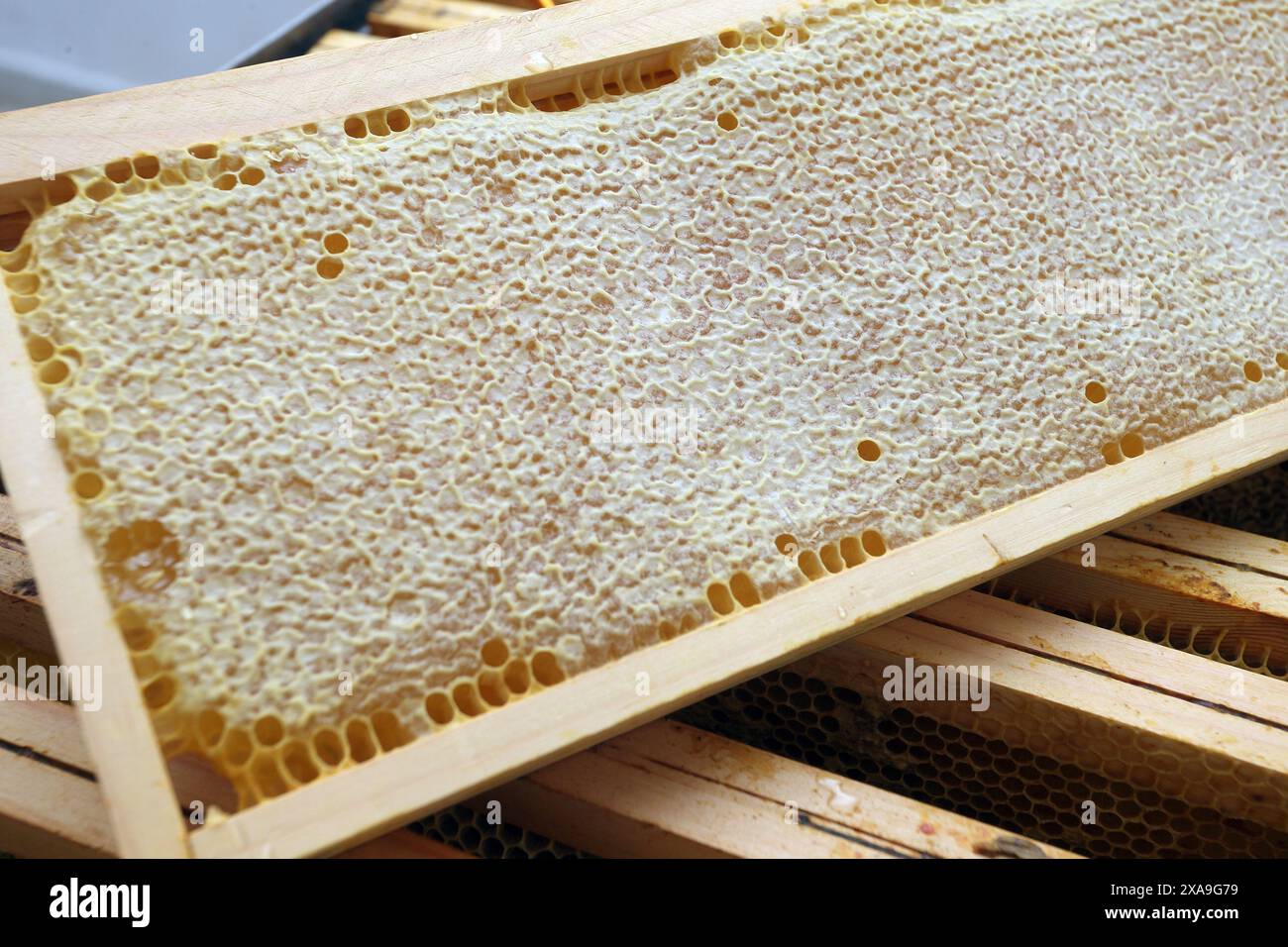 beekeeping - extracting honey from the honeycomb Stock Photo - Alamy