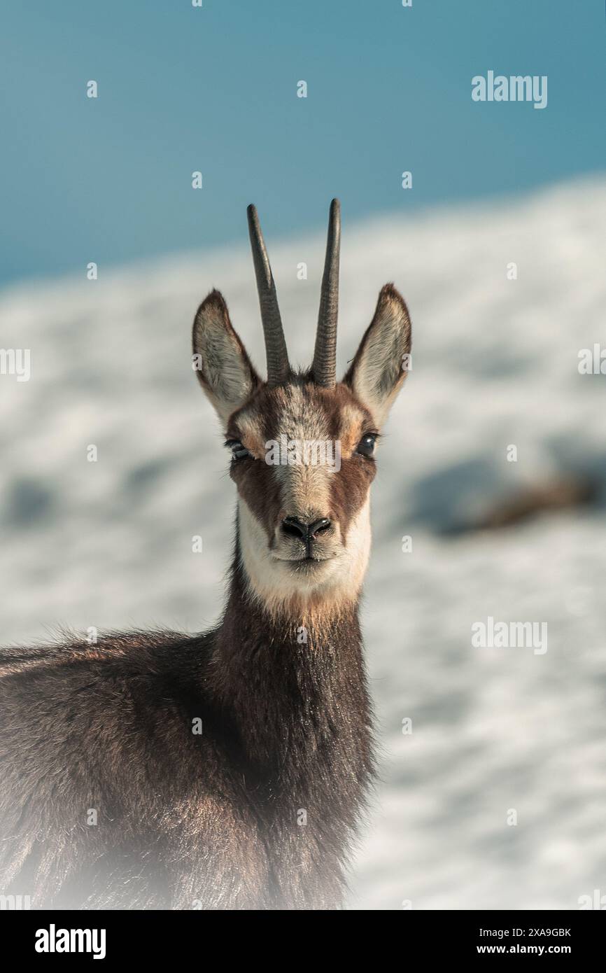 Close up portrait of female alpine chamois or wild mountain goat ...