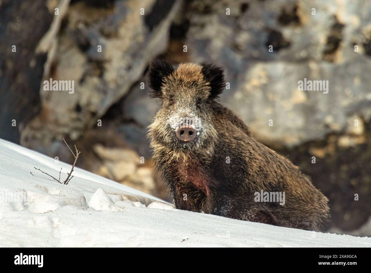 Massive wild boar (Sus scrofa) with some snow on its snout, facing a ...