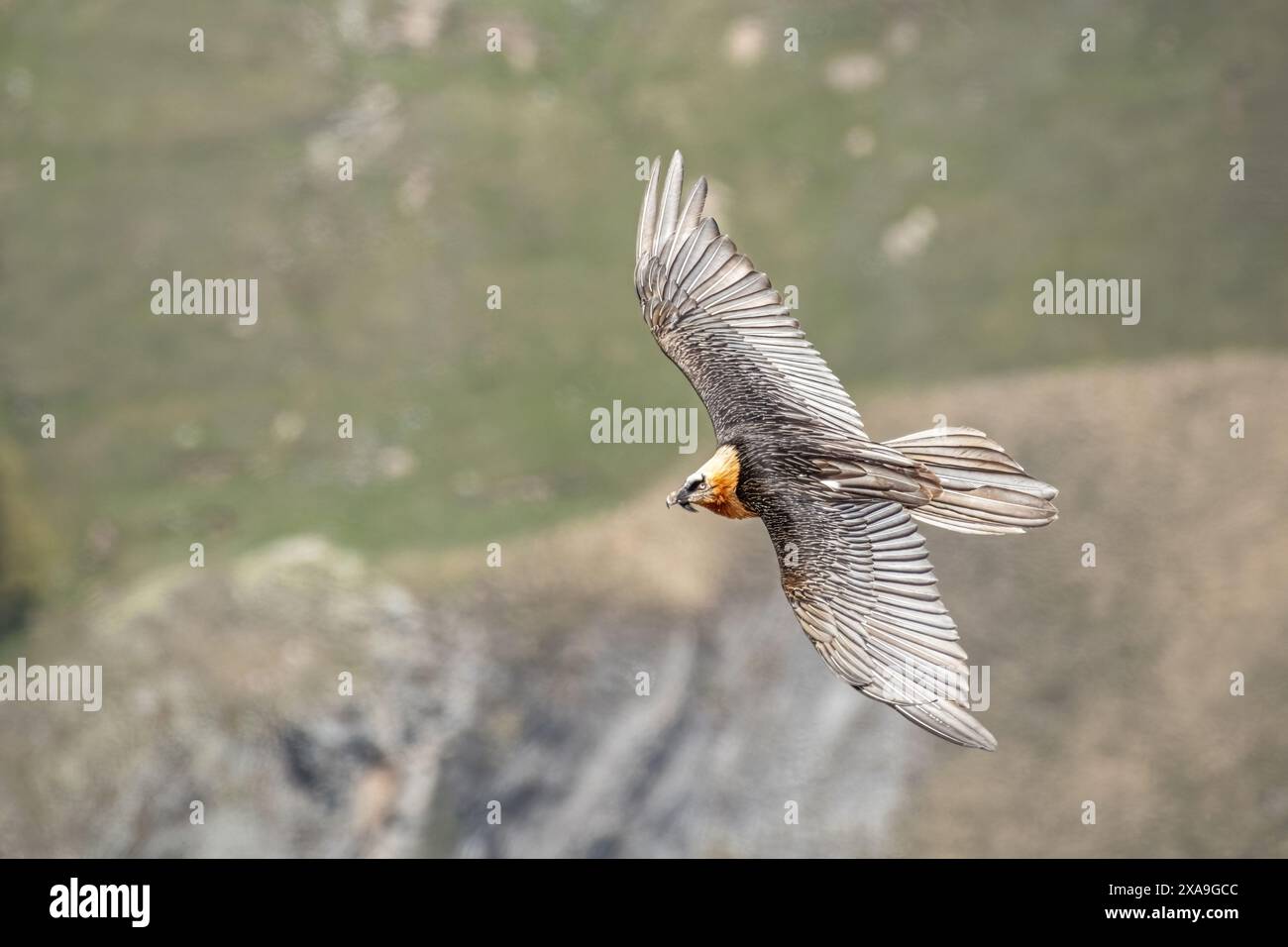 Adult bearded vulture (Gypaetus barbatus), also known as the ...