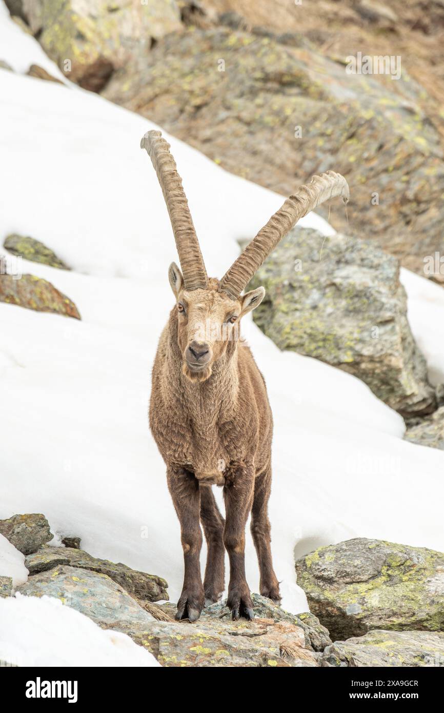 Huge male alpine Ibex on snow background. Alps, italy. Capra ibex Stock ...