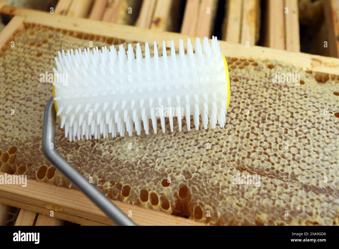 beekeeping - extracting honey from the honeycomb Stock Photo - Alamy