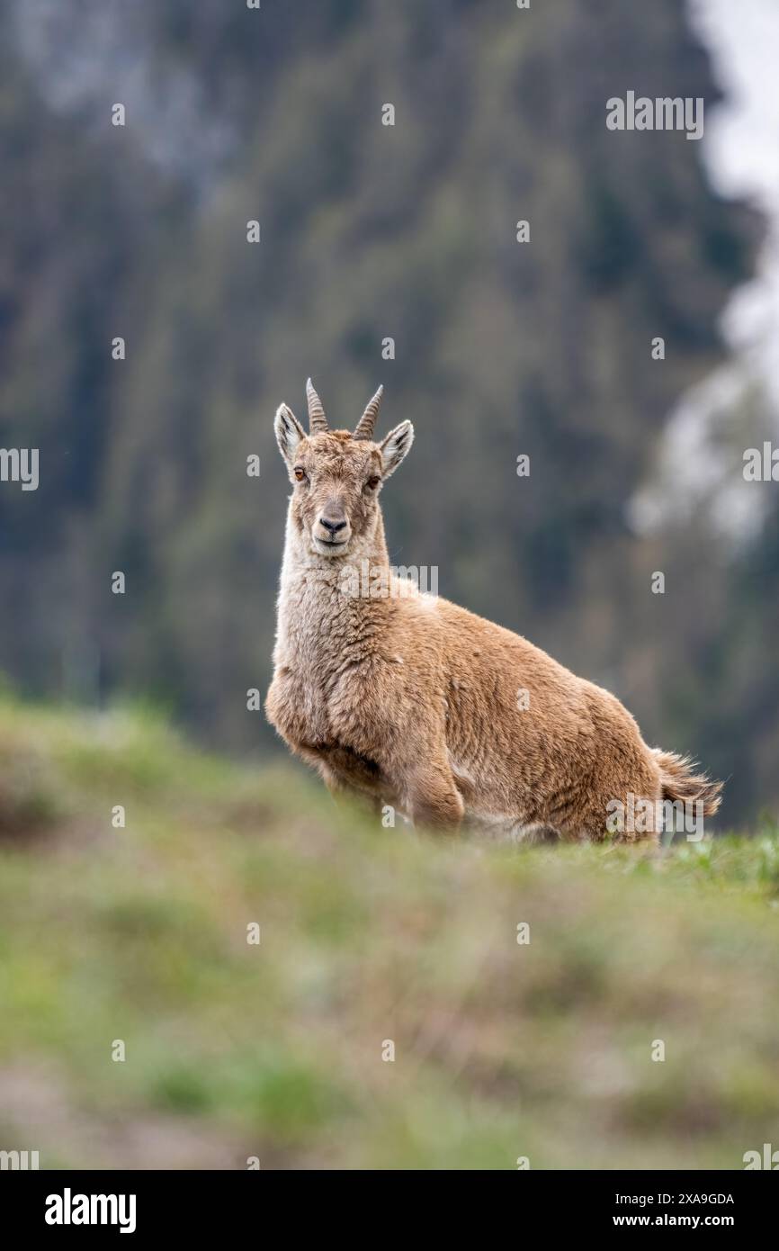 Female alpine ibex, Capra ibex, standing on a glade against alpine ...