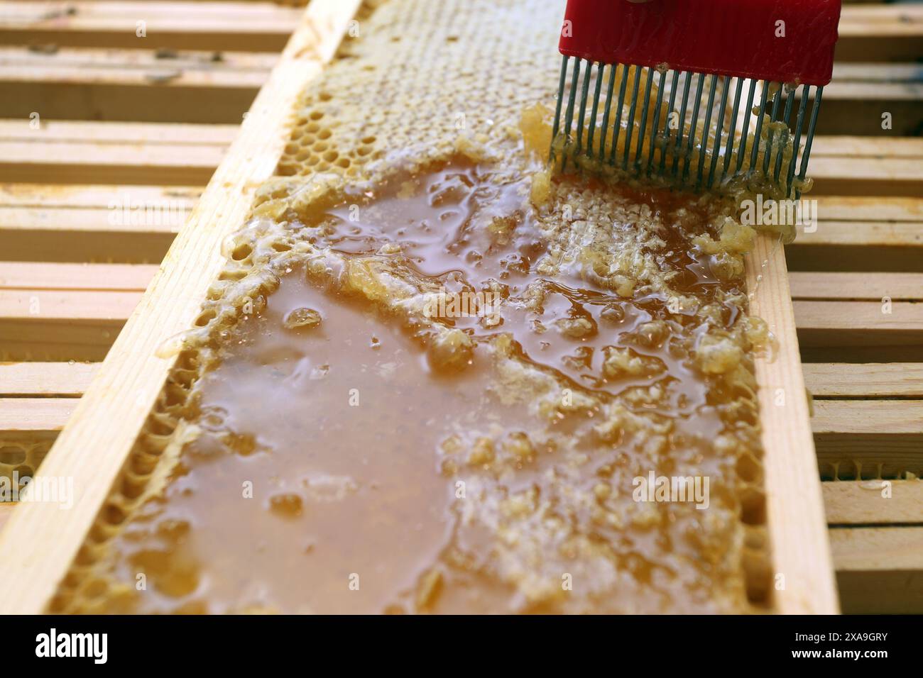 beekeeping - extracting honey from the honeycomb Stock Photo - Alamy