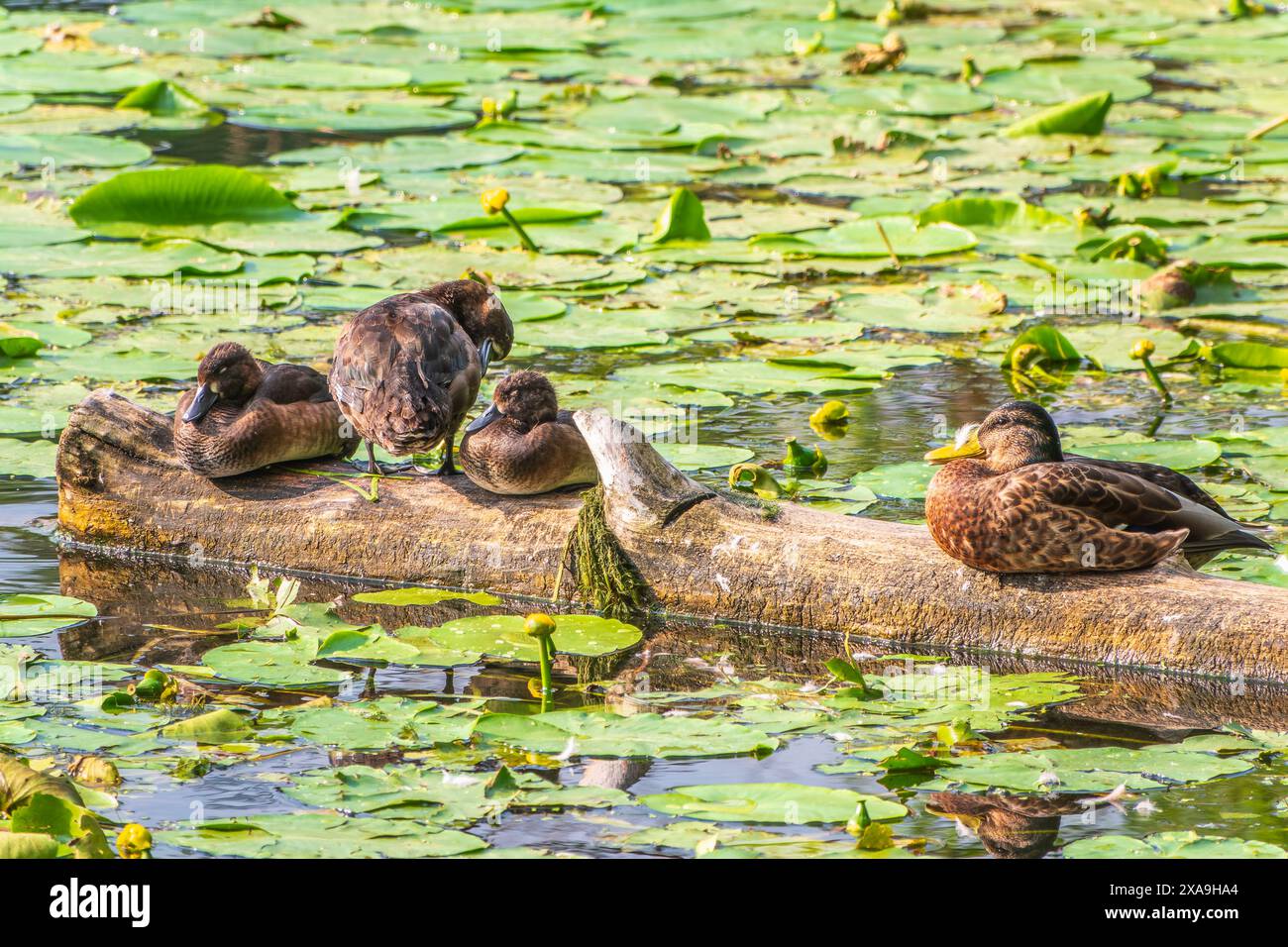 A group of tufted ducks and mallard duck in the wild. Tufted Duck ...