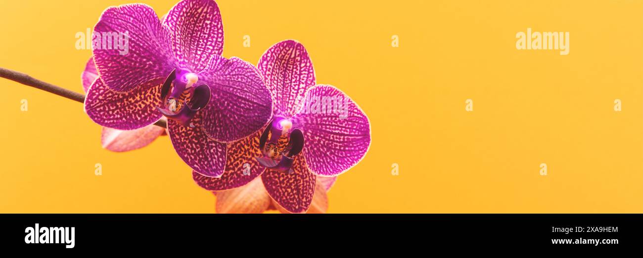 Blooming pink orchid flower in front of yellow background. Banner with ...