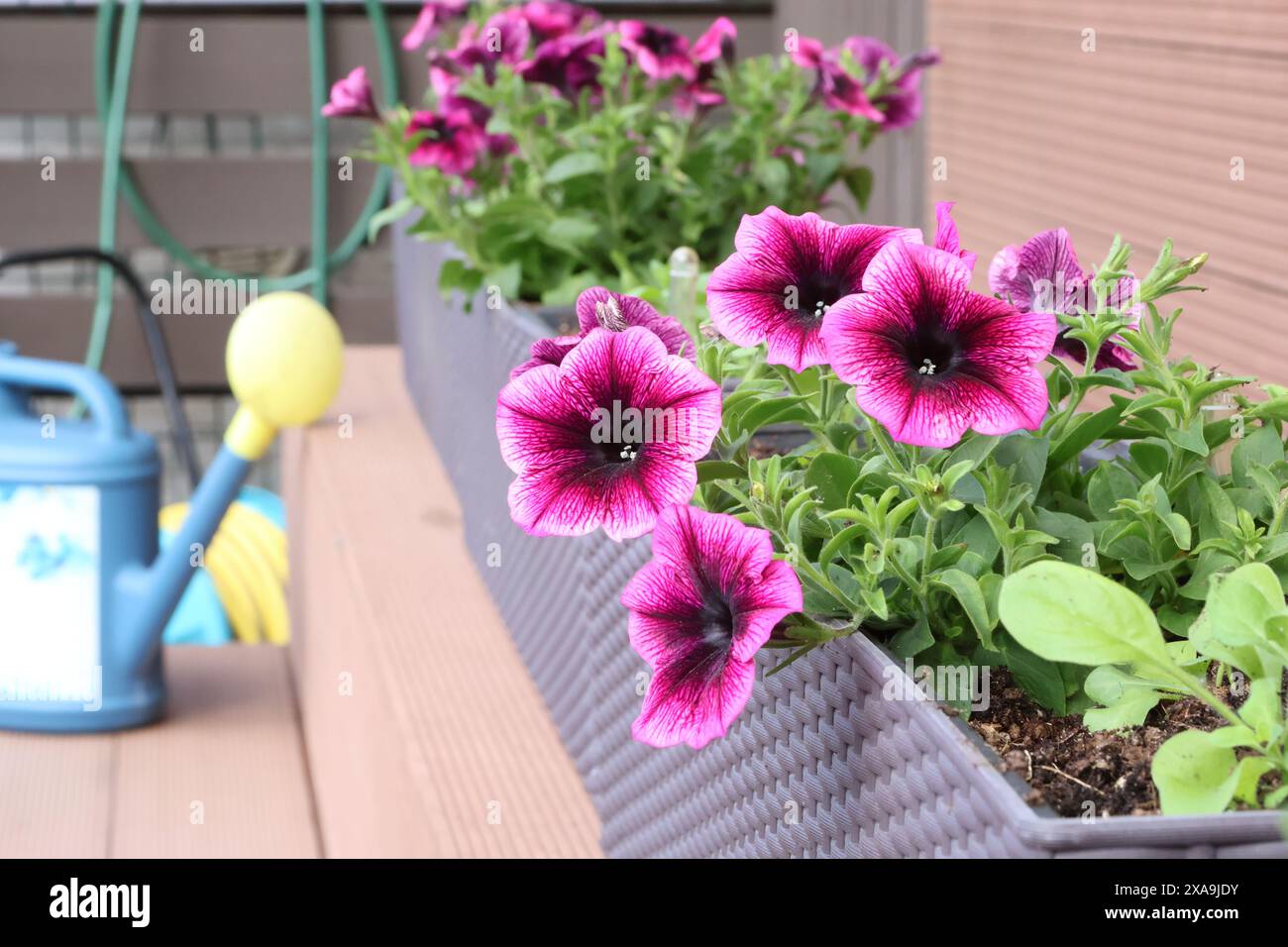 Pink ampel blooming flowers in long flowerpots on patio and watering ...