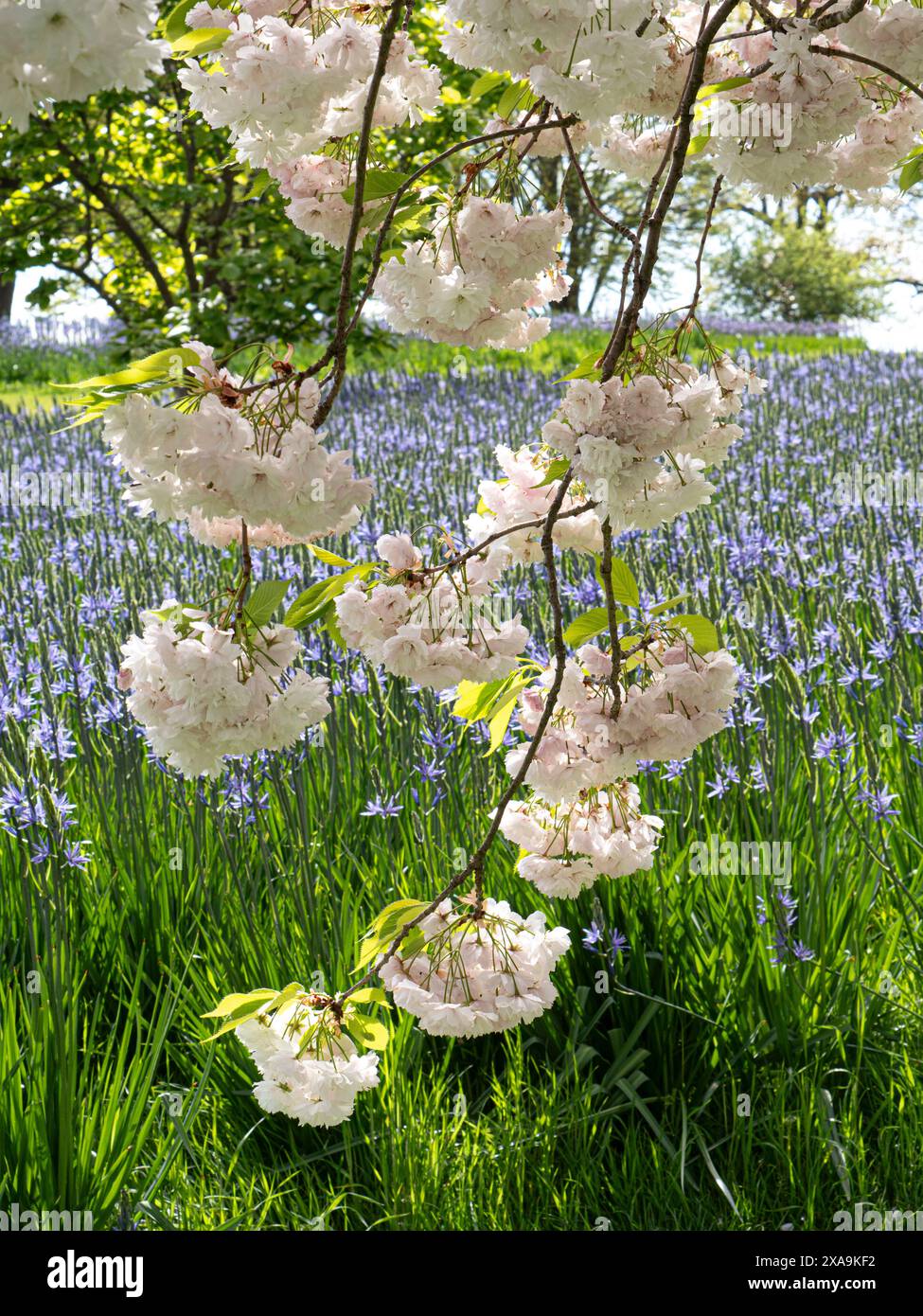 CHERRY BLOSSOM Prunus shogetsu. Japanese flowering Cherry Blossom with ...