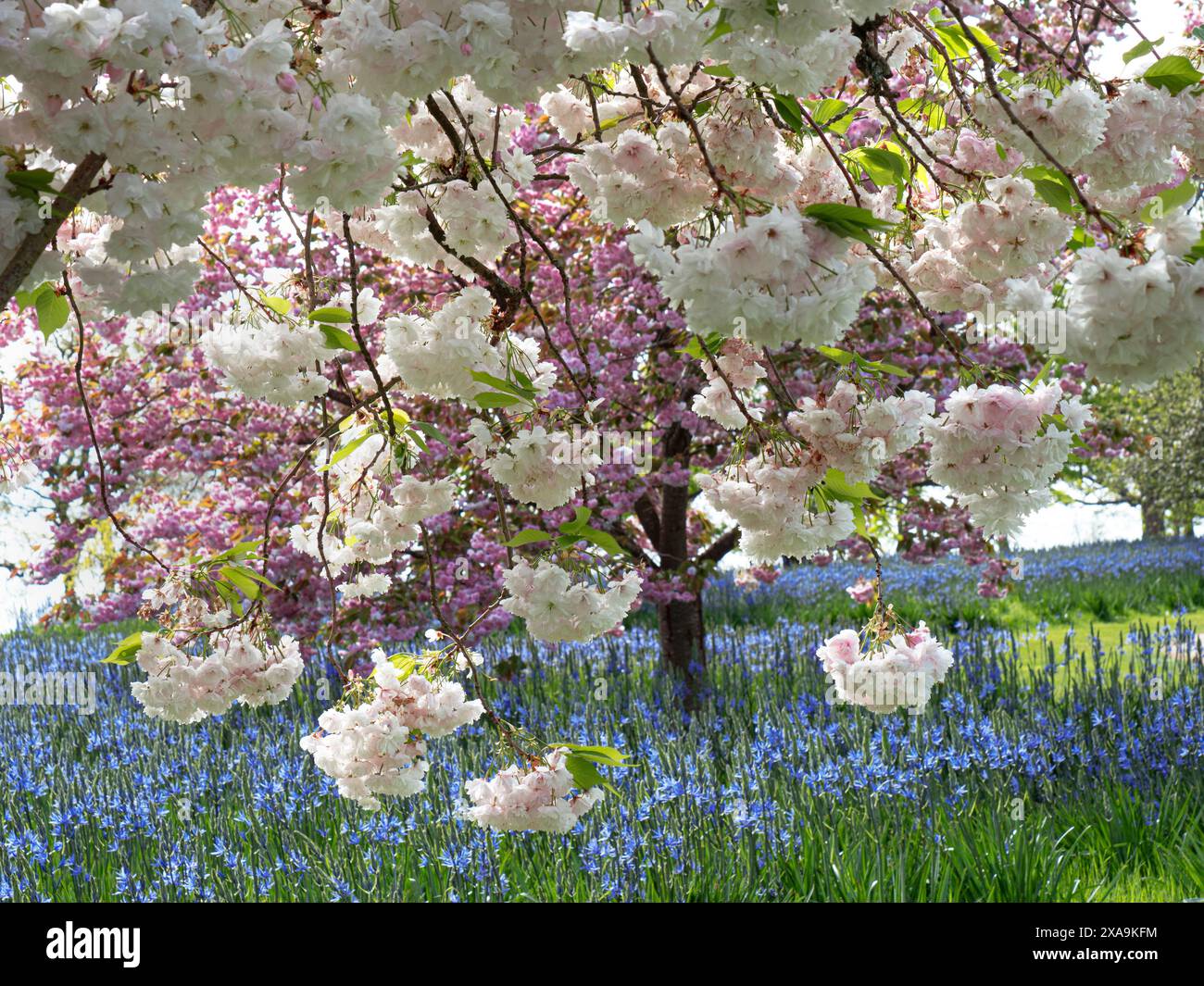 CHERRY BLOSSOM Prunus shogetsu. Japanese flowering Cherry Blossom and ...