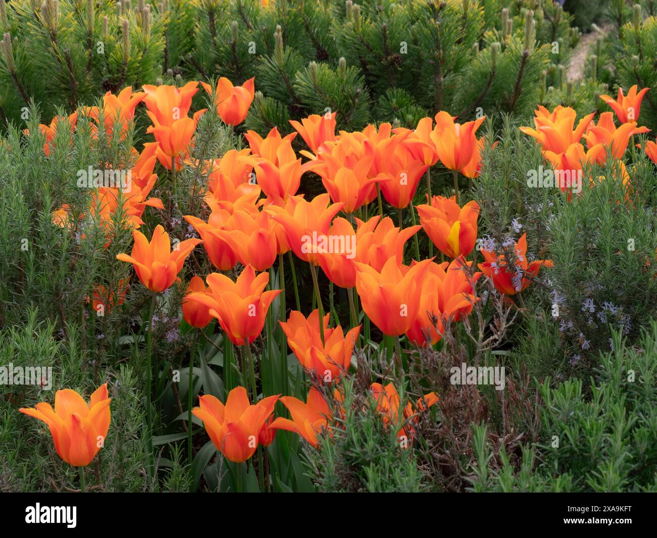 Tulip Ballerina amongst Pinus mugo subs.mugo dwarf mountain pine. A ...