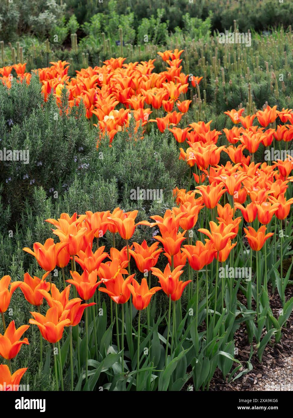 Tulip Ballerina amongst Pinus mugo subs.mugo dwarf mountain pine. A ...