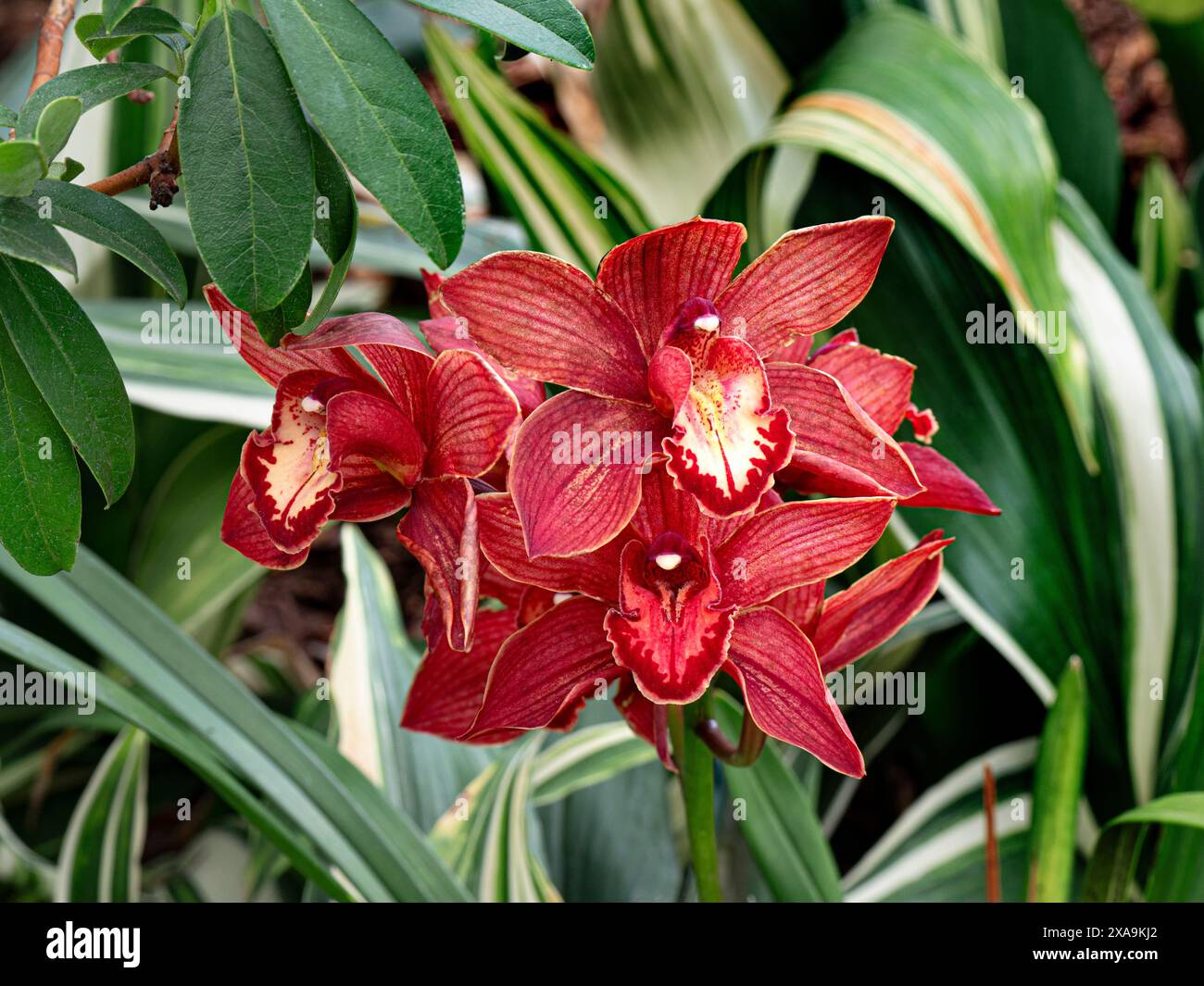 ORCHID Cymbidium Sandridge Torch 'Cindy' Stock Photo - Alamy