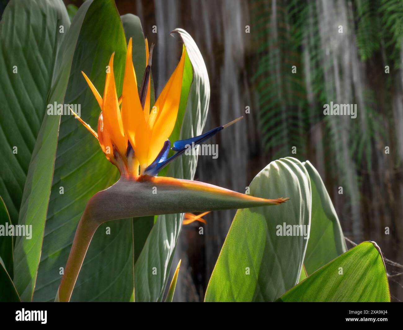 Strelizia reginae 'Bird of paradise' growing in a verdant warm tropical ...