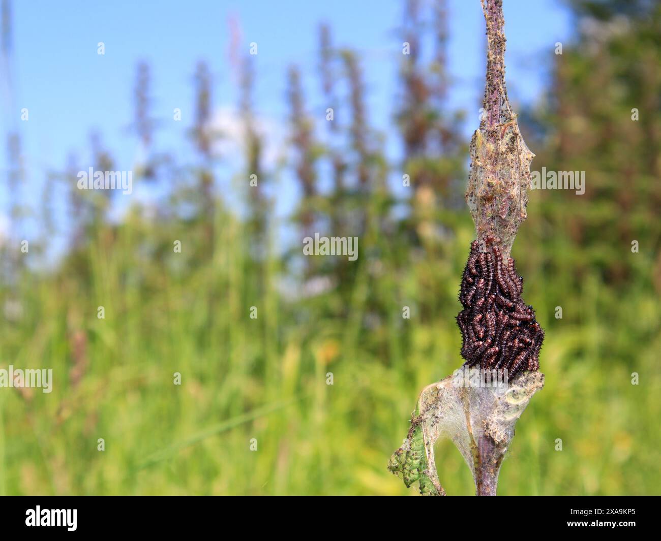 Butterfly larvae in a cluster at pre-moult stage at Danebury Iron Age ...