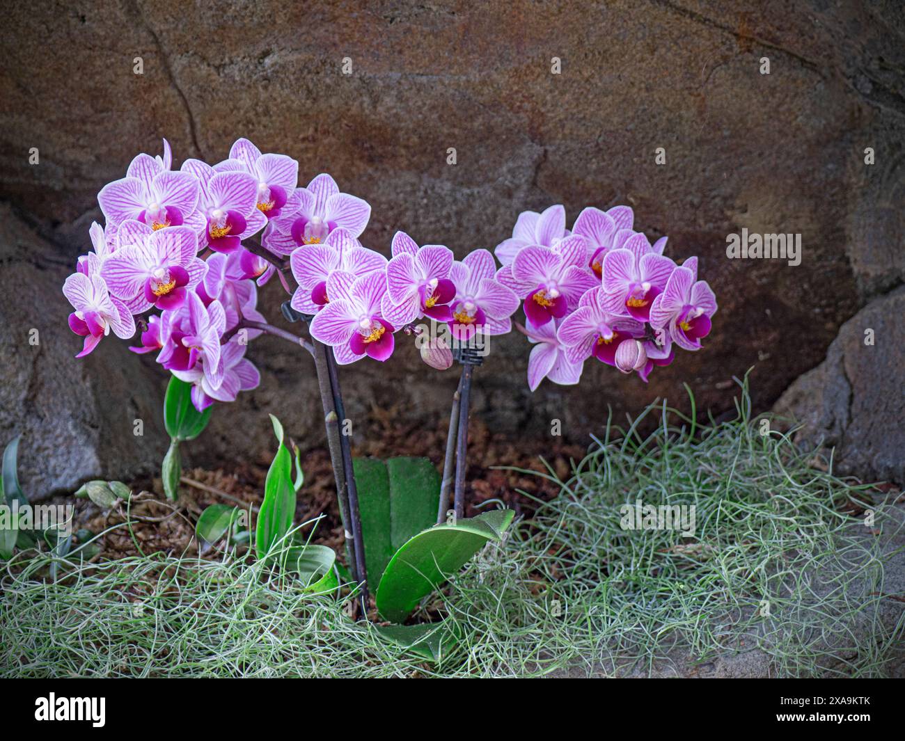 Orchids phalaenopsis Moth Orchid close view in spring Stock Photo - Alamy