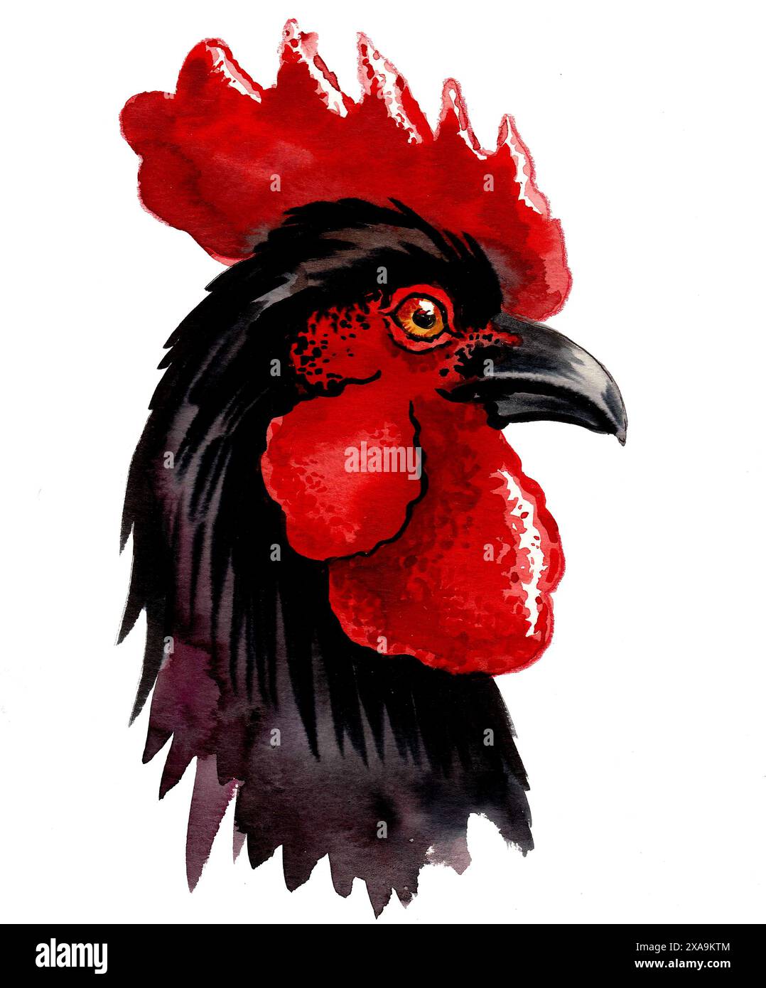 Black rooster head. Ink and watercolor drawing Stock Photo - Alamy