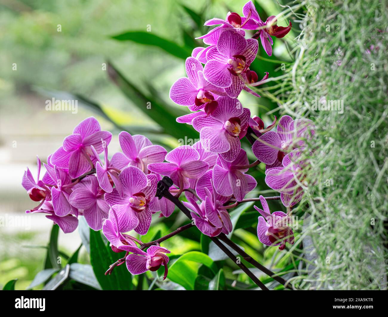 Orchids phalaenopsis Moth Orchid close view in spring Stock Photo - Alamy
