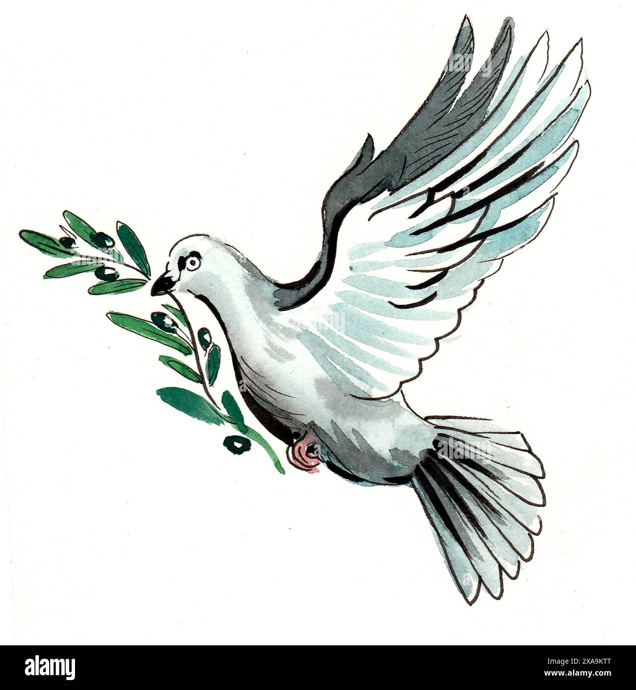 Flying white dove with olive branch. Hand drawn ink and watercolor ...