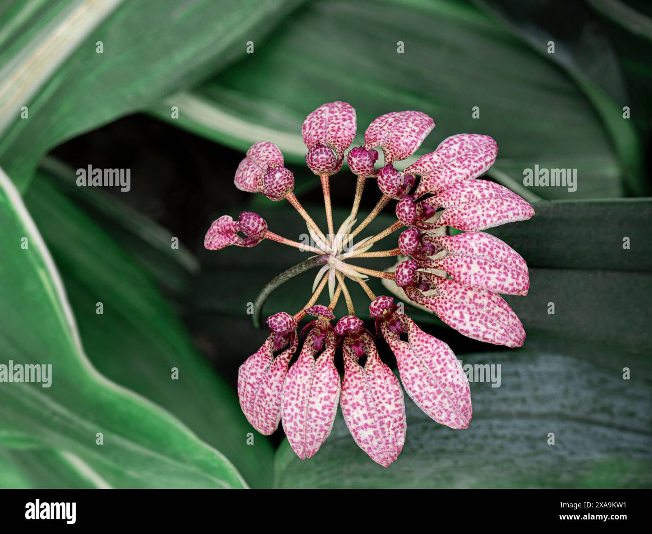 Orchid orchids bulbophyllum louis sander gx hi-res stock photography ...
