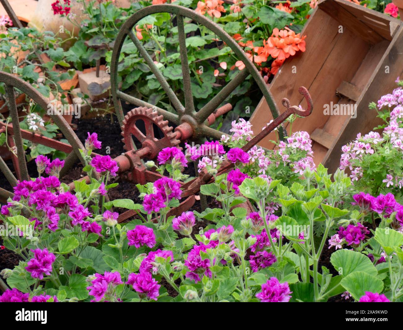 Cucullatum cultivar hi-res stock photography and images - Alamy