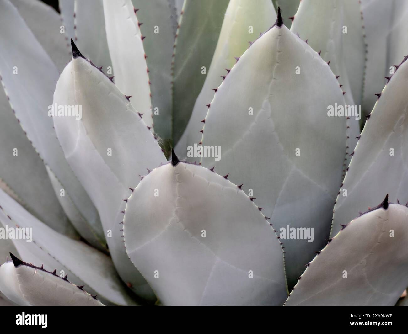 Parry's agave hi-res stock photography and images - Alamy