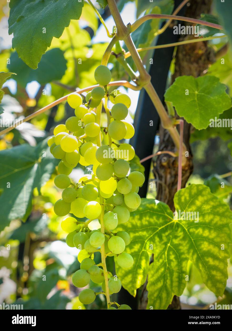 Himrod grapes ripening on the vine hi-res stock photography and images ...