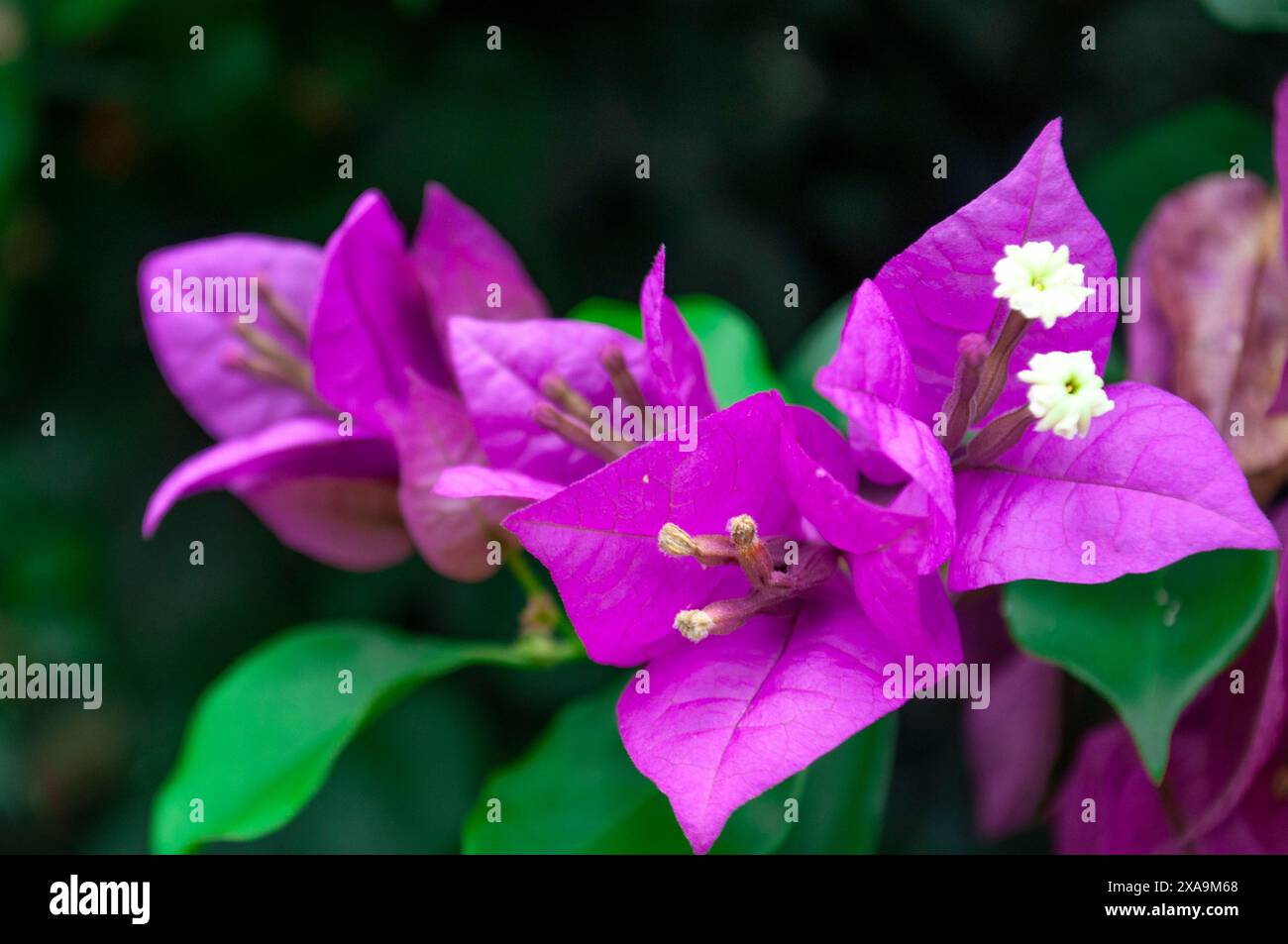 Close up view of bougainvillea flower. Flora concept Stock Photo - Alamy