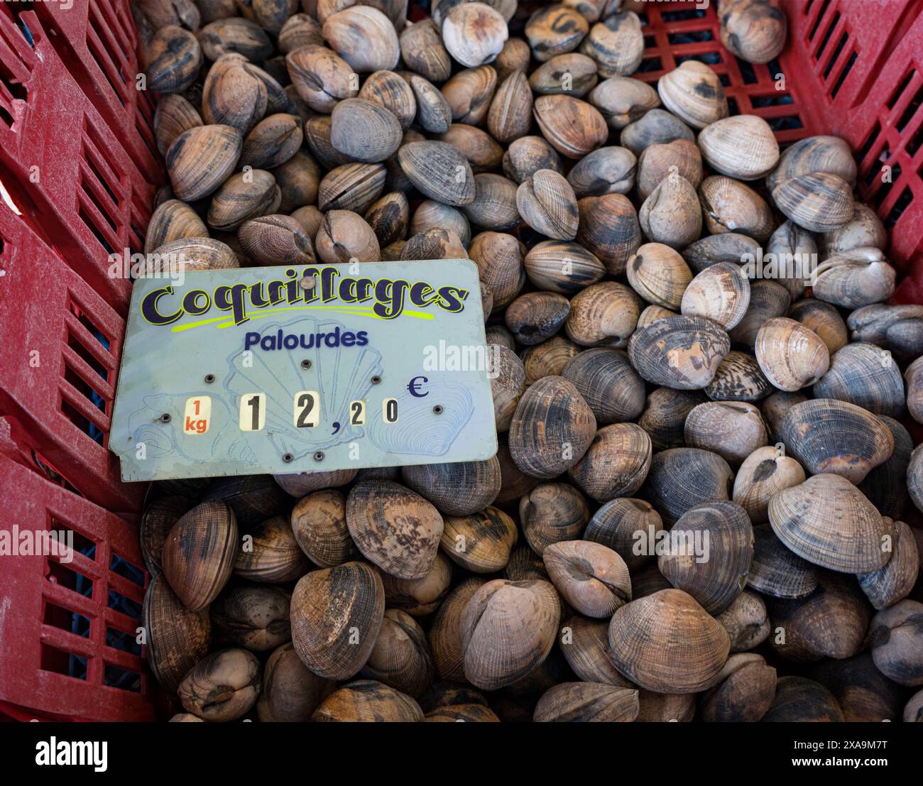 Coquillage coquillage coques hi-res stock photography and images - Alamy