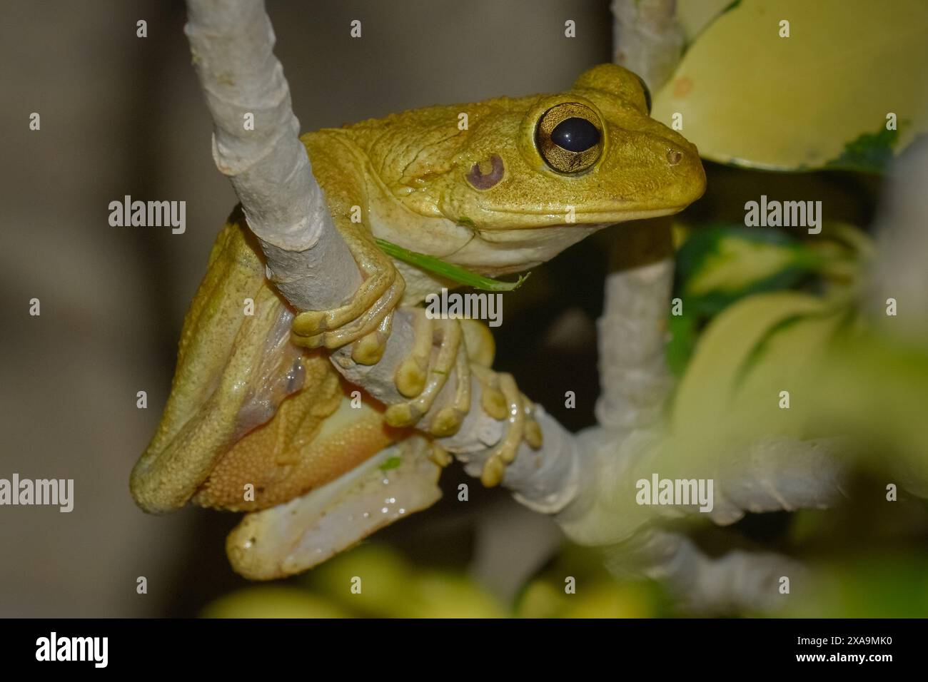 Cuban Tree Frog on a branch Stock Photo - Alamy