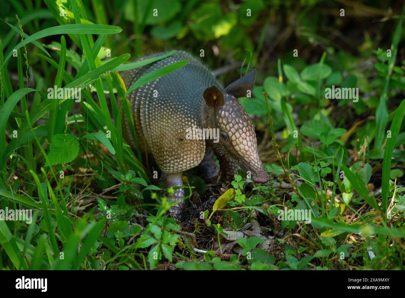 Armadillo in the weed Stock Photo - Alamy