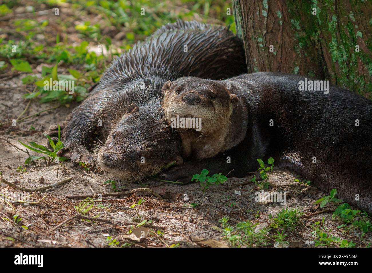 Beautiful sea otter swimming hi-res stock photography and images - Alamy