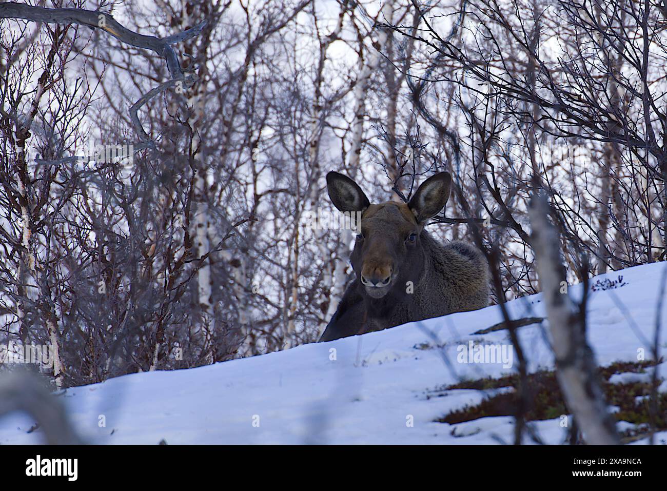 A moose standing on snowy ground by tree trunks Stock Photo - Alamy