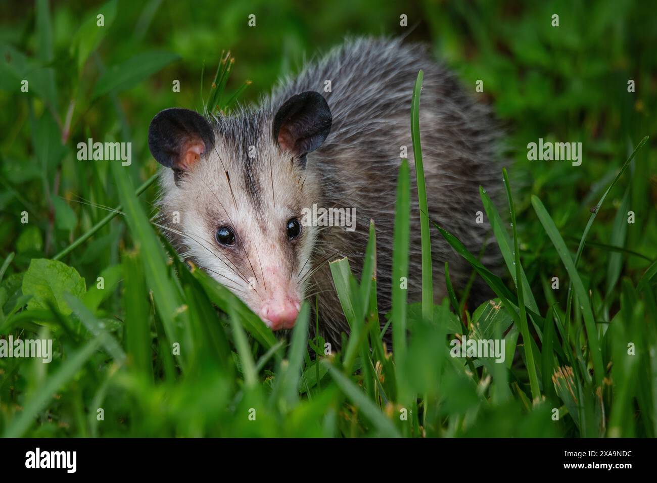 Opossum teeth hi-res stock photography and images - Alamy