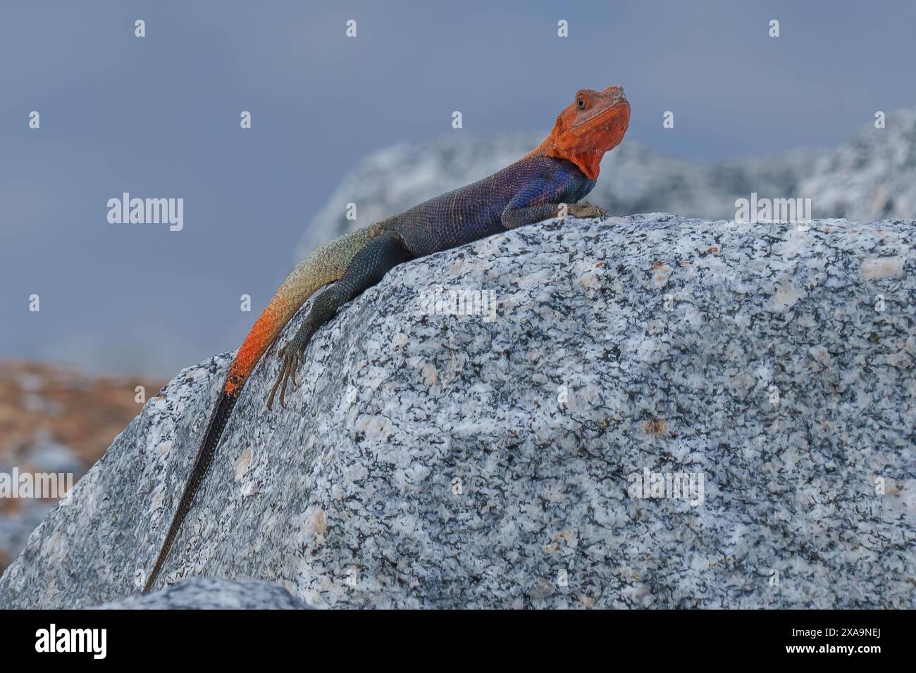 Red-headed Rock Agama Stock Photo - Alamy