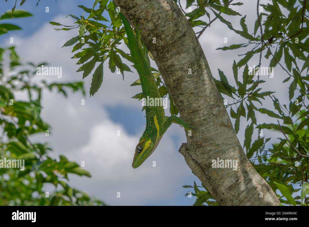 Cuban Green Anole in a tree Stock Photo - Alamy