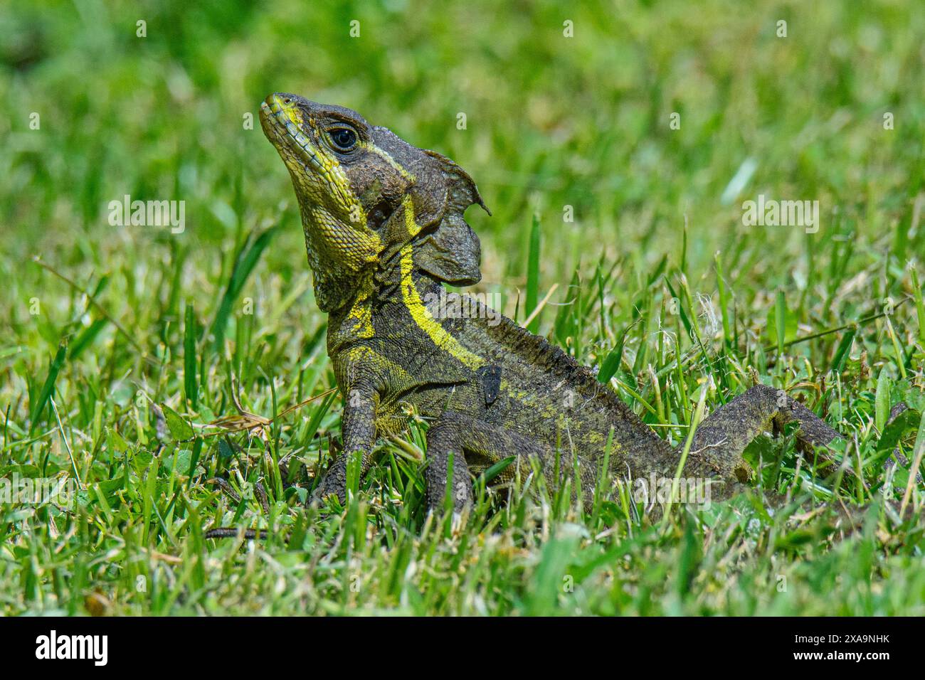 Also known as the Jesus Lizard Stock Photo - Alamy
