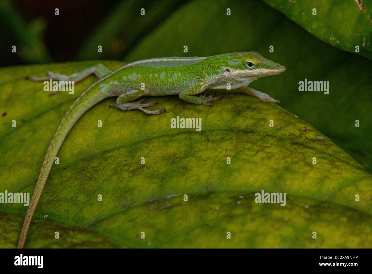 Invasive anole hi-res stock photography and images - Alamy