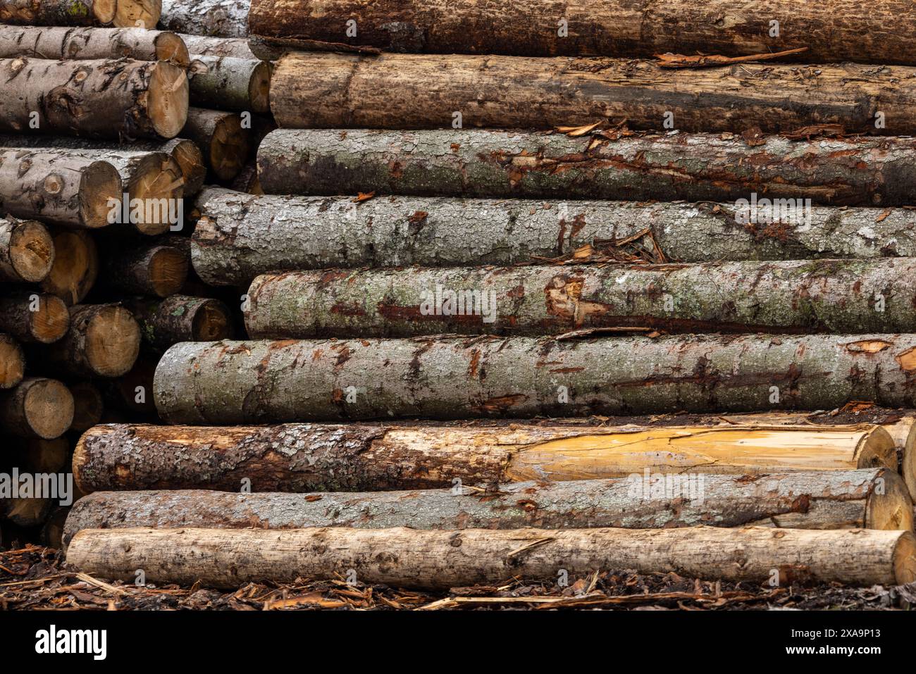 Cut-off log stack laid side by side Stock Photo - Alamy