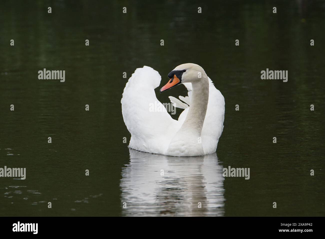 Mute Swan (Cygnus olor) on the River Tweed at Kelso in the Scottish ...