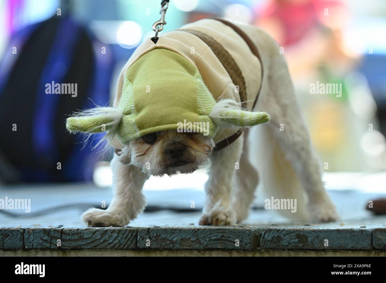 A dog dressed as 'YoDog' at the 13th Annual Pine Bush UFO Fair on June ...