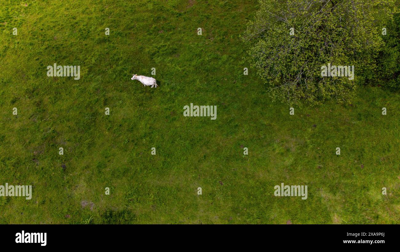 An aerial view of cows strolling in a green field on a sunny day Stock ...